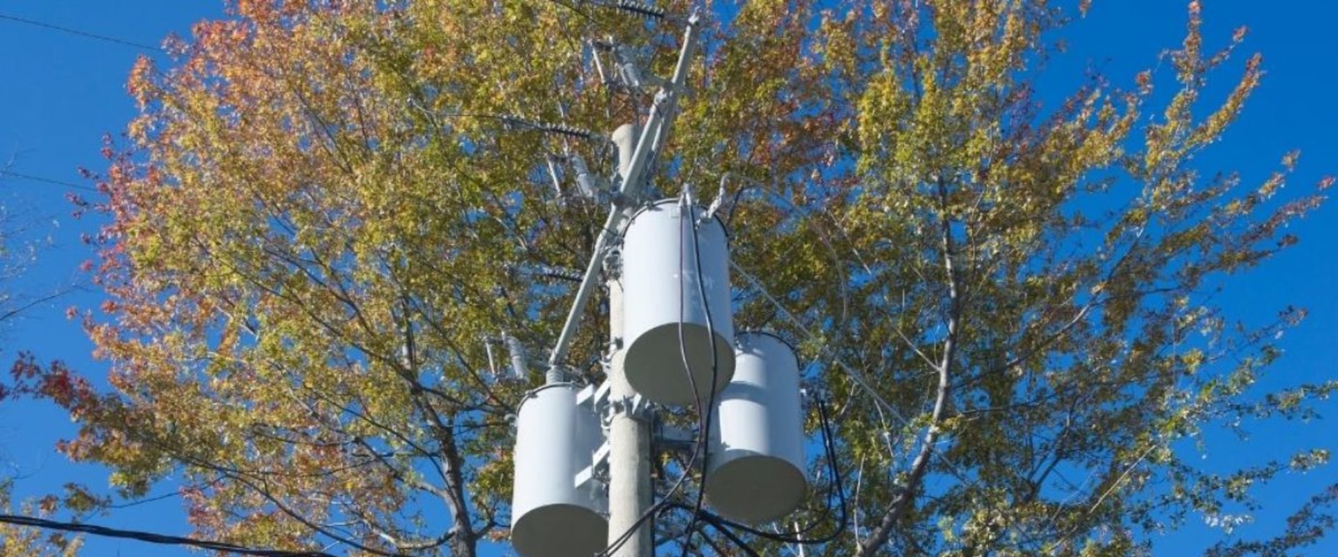 Removing Trees Near Power Lines in Winchester, Virginia: What You Need ...