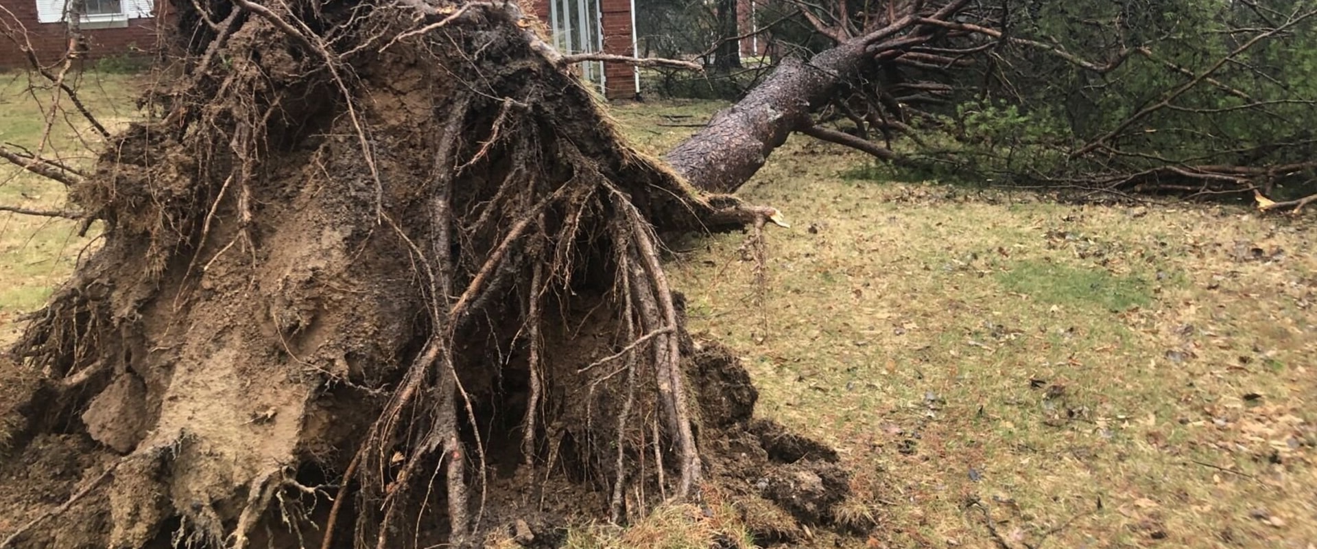 Safe Tree Removal Near Schools in Winchester, Virginia
