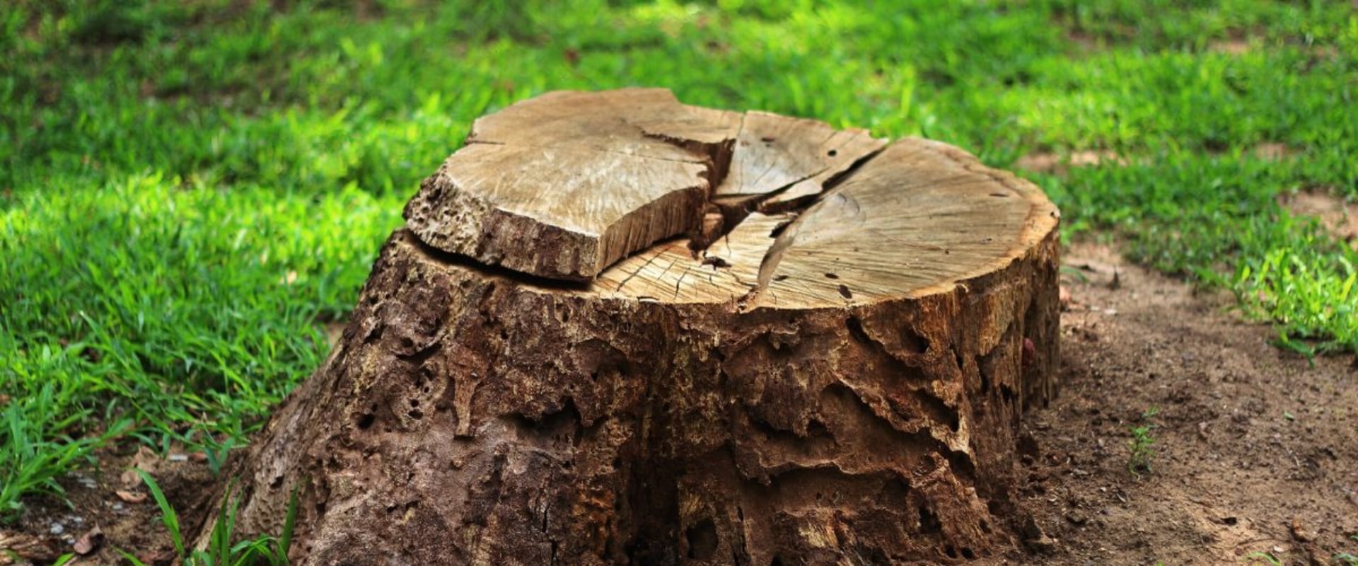 What Happens if You Don't Grind or Remove the Stump?